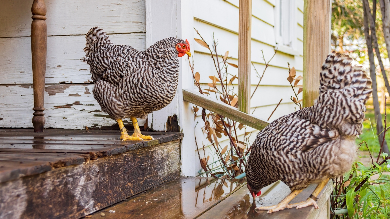 10 Best Dual-Purpose Livestock Breeds for Homesteaders