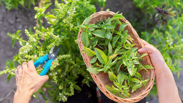 9 Reasons You'll Want To Add Basil To Your Garden ASAP