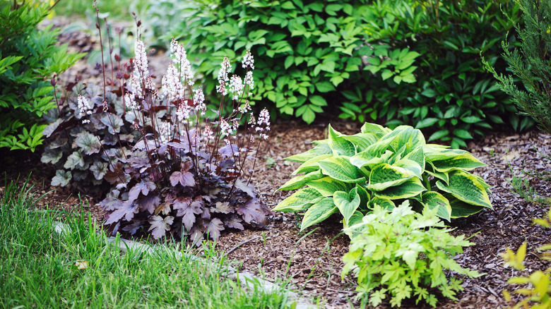 Our Professional Gardener's Tips On What To Do If Your Shady Garden ...