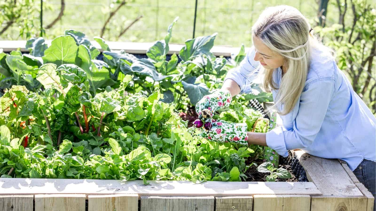 10 Top Crops for Small Raised Gardens