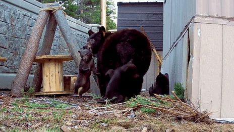 Don't Poke the Bear: Mama Bear Gives Cub Timeout After Bad Behavior