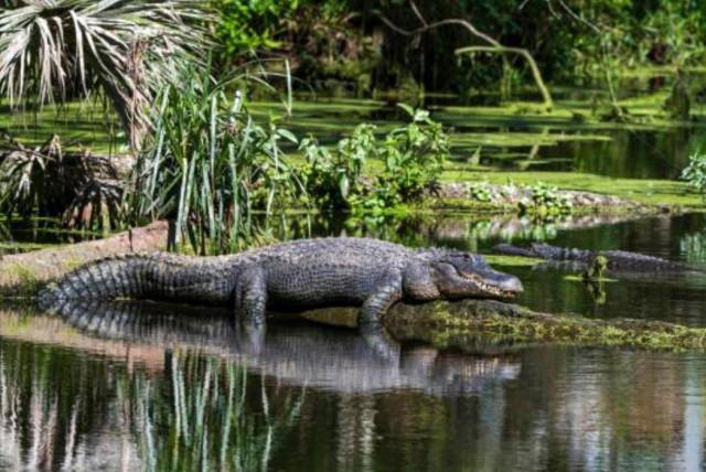 Florida: nunca debería hacer esto si ve un caimán porque es ilegal y ...