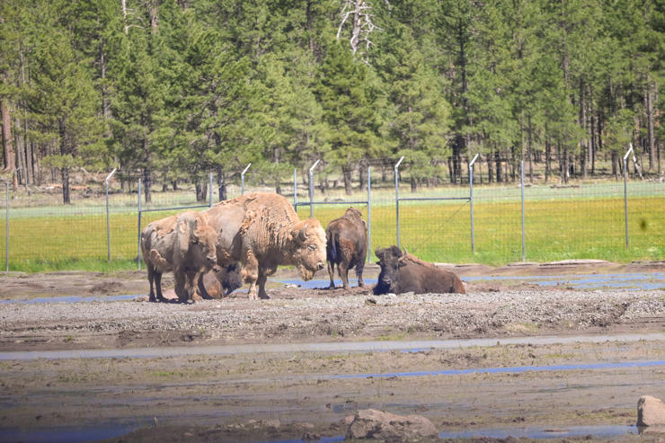 Ultimate Guide to Visiting Bearizona Wildlife Park