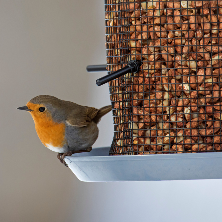 6 things people who attract lots of birds to their gardens always have ...