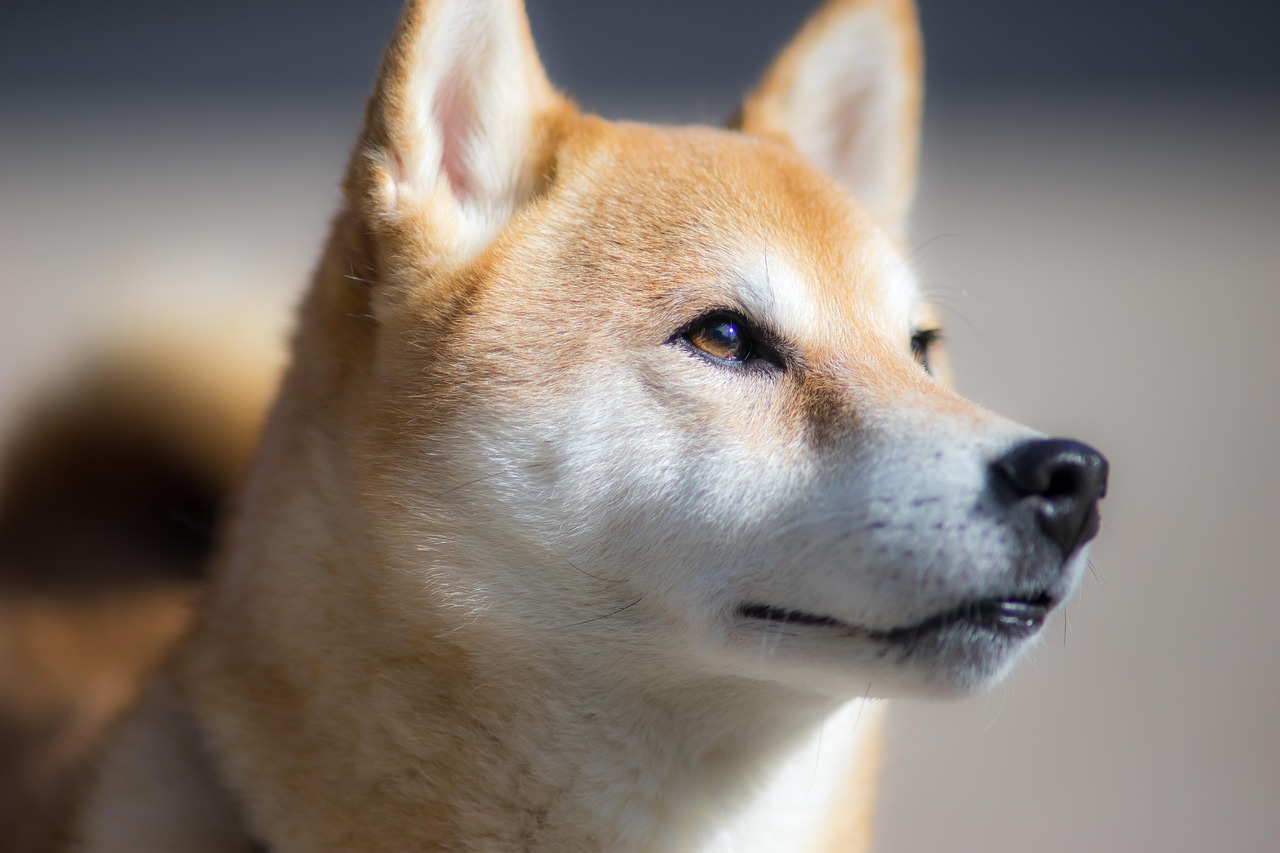 The 15 Most Intelligent Dog Breeds