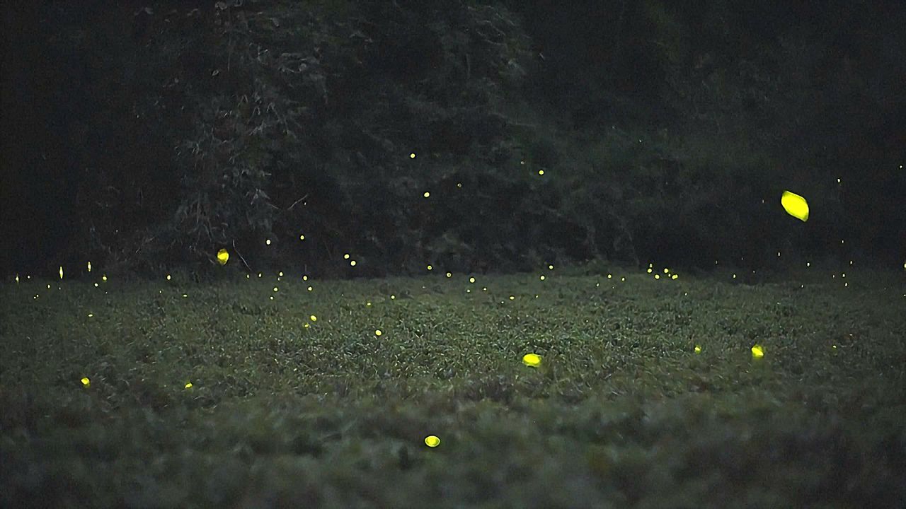 Firefly season in China brings brilliant, glowing spectacle to excited ...