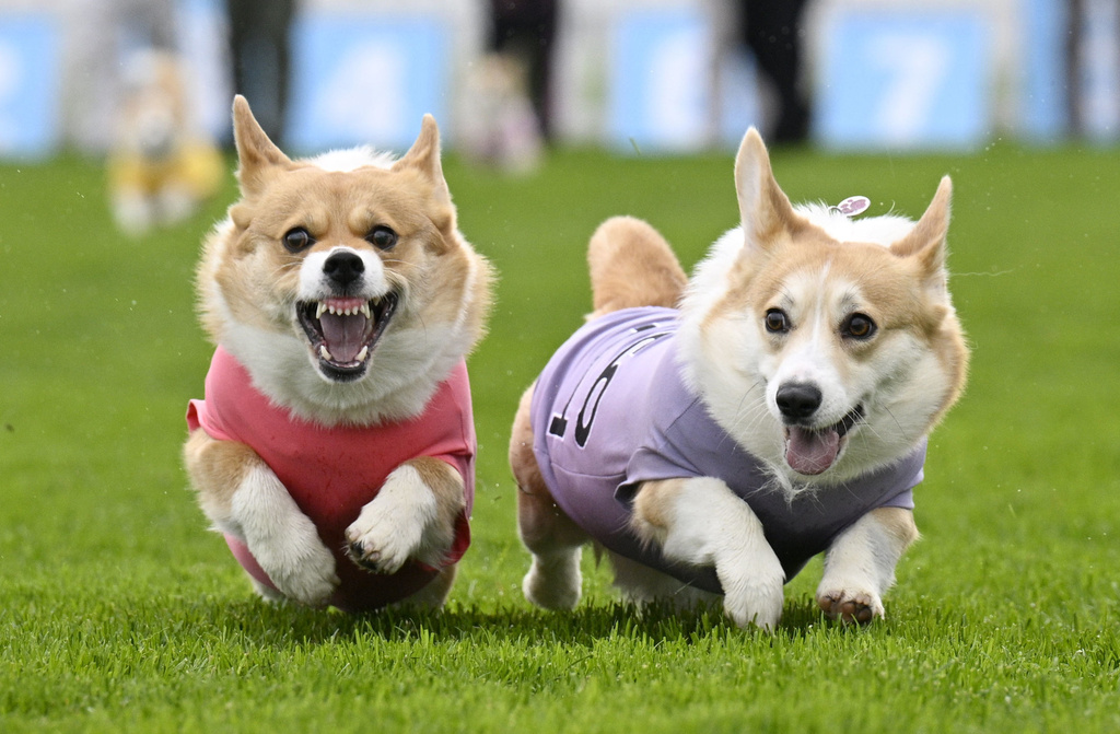 Queen Elizabeth II's favorite dogs race for glory in Britain's Corgi Derby