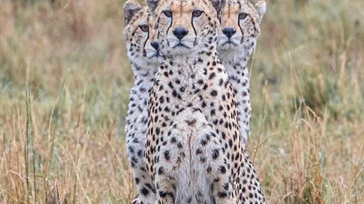 MP becomes 'Cheetah State' as 2 Cheetahs relocated to Gandhi Sagar ...