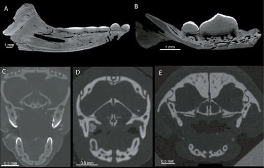 Discovery Giant ‘Worm’ Creature That Lived 50 Million Years Ago