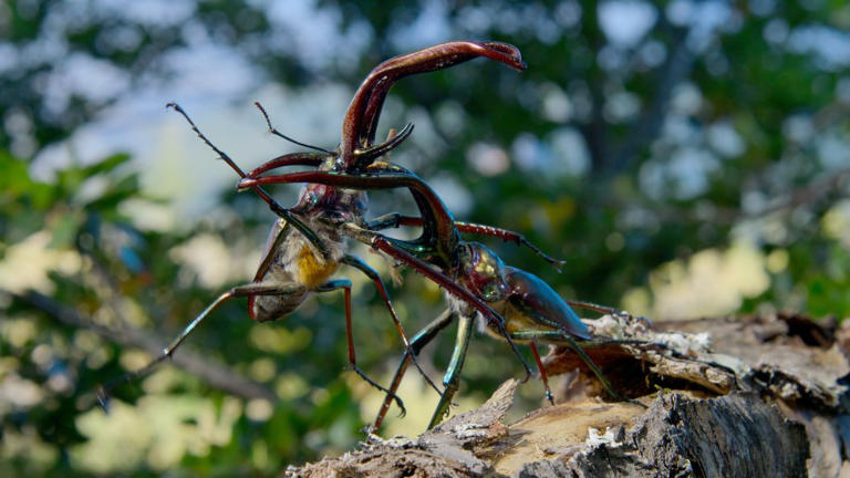 NBC’s ‘The Americas’ special unveils secrets behind nature documentary ...