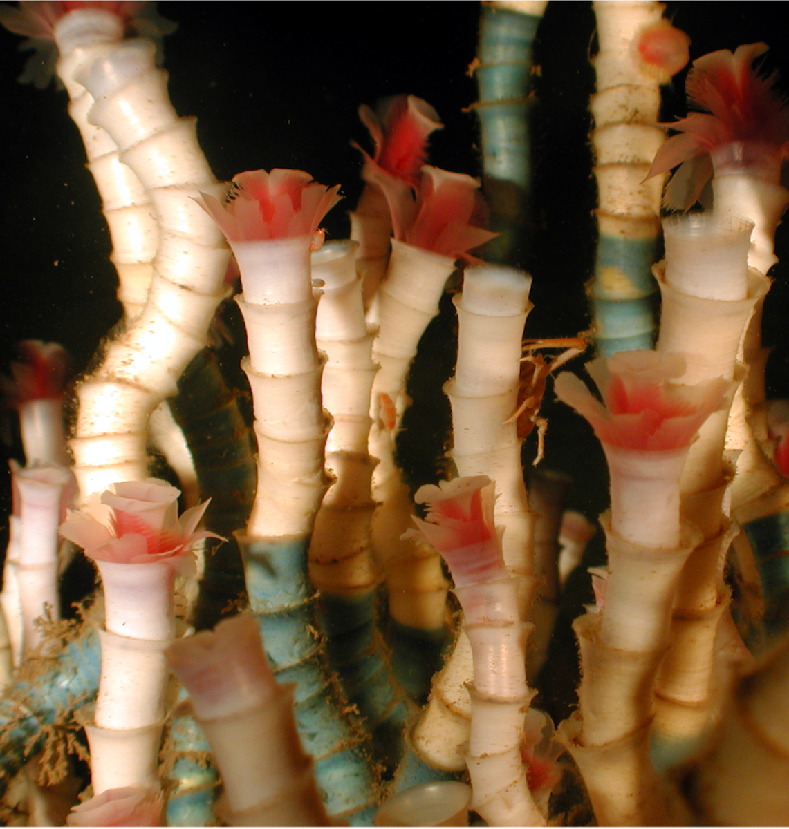 The most fascinating animals with extreme lifespans