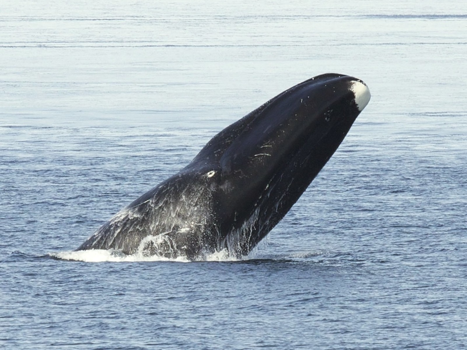The most fascinating animals with extreme lifespans