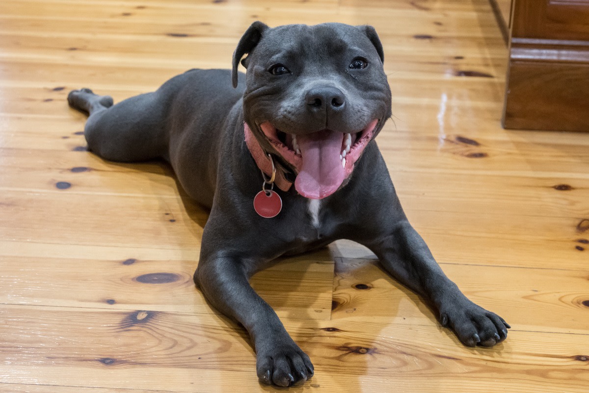 Precious Blue Staffy 'Helping to Care for His Baby Sister' Is Winning ...