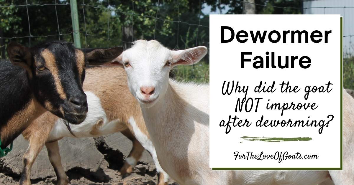 Dewormer Failure: Why did the goat NOT improve after deworming?