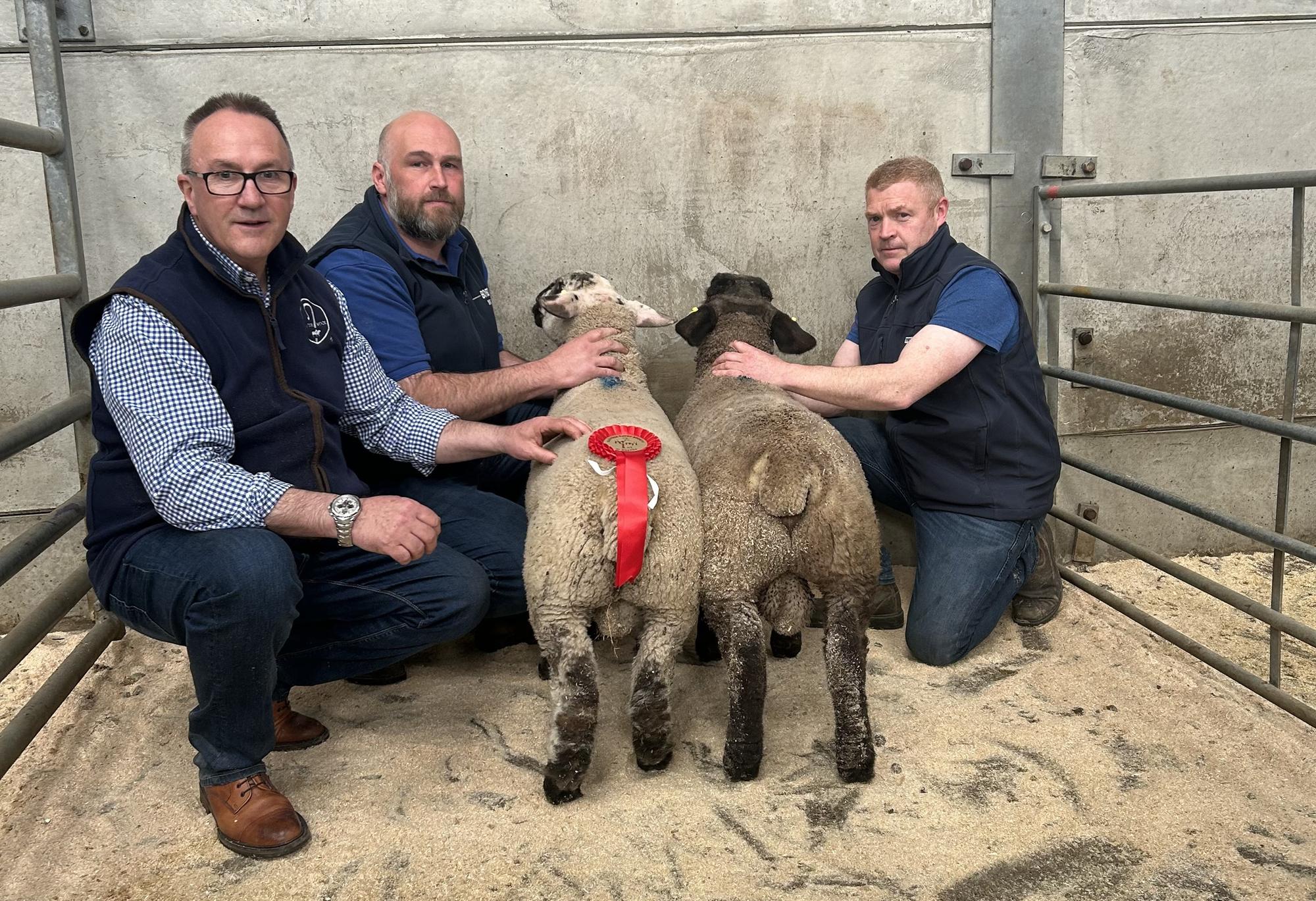 NI Suffolk branch Spring lamb competition