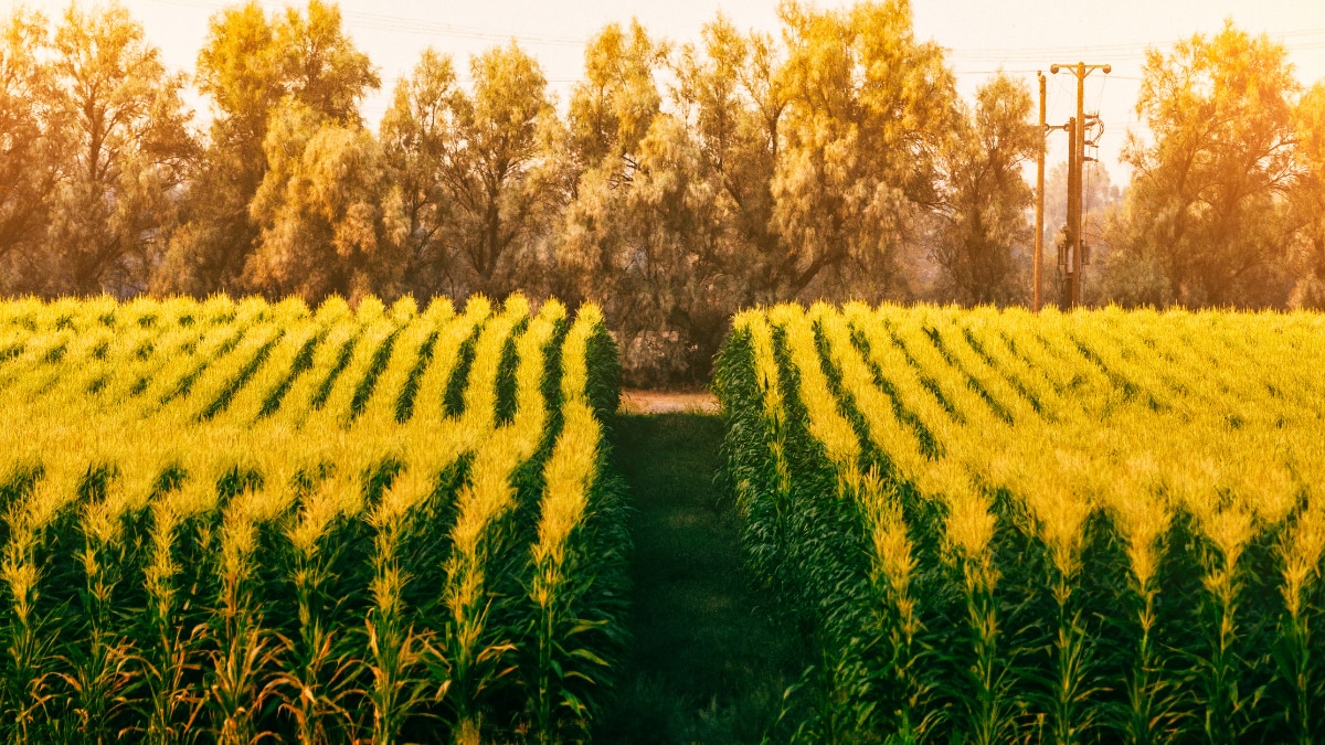 Seeds Of Sustainability — Promoting Improved Farming Practices