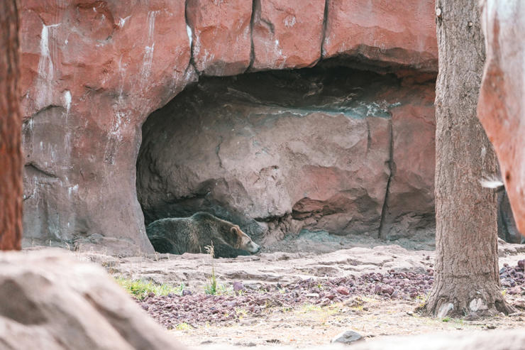 Ultimate Guide to Visiting Bearizona Wildlife Park