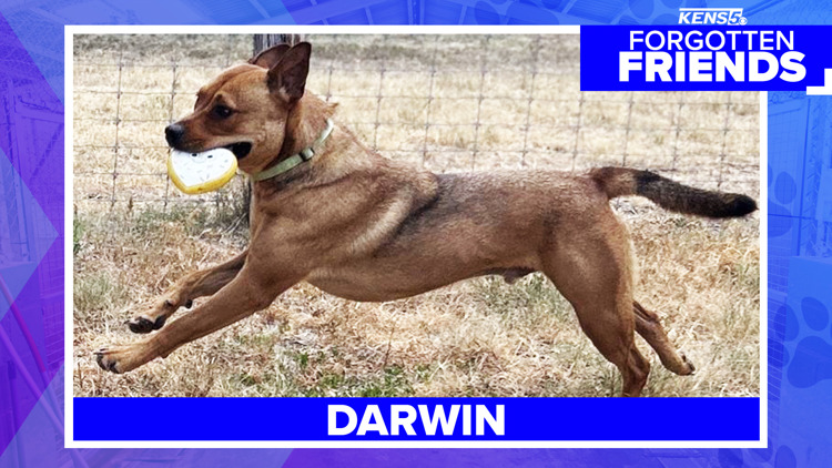 Active shepherd mix named Darwin knows some tricks to keep you on your ...