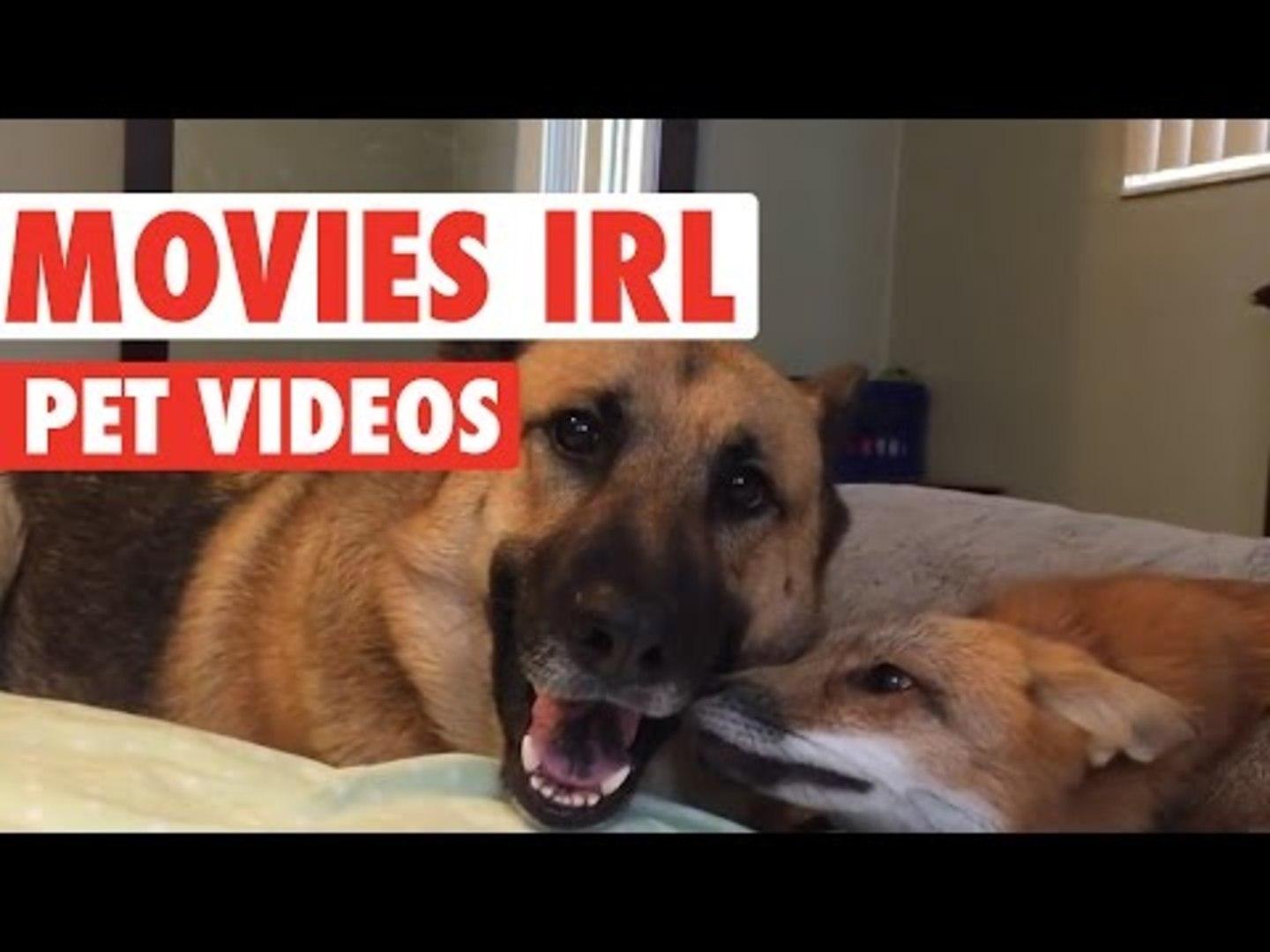 Funny Pet Movies IRL Compilation