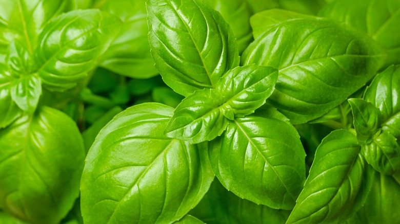 9 Reasons You'll Want To Add Basil To Your Garden ASAP
