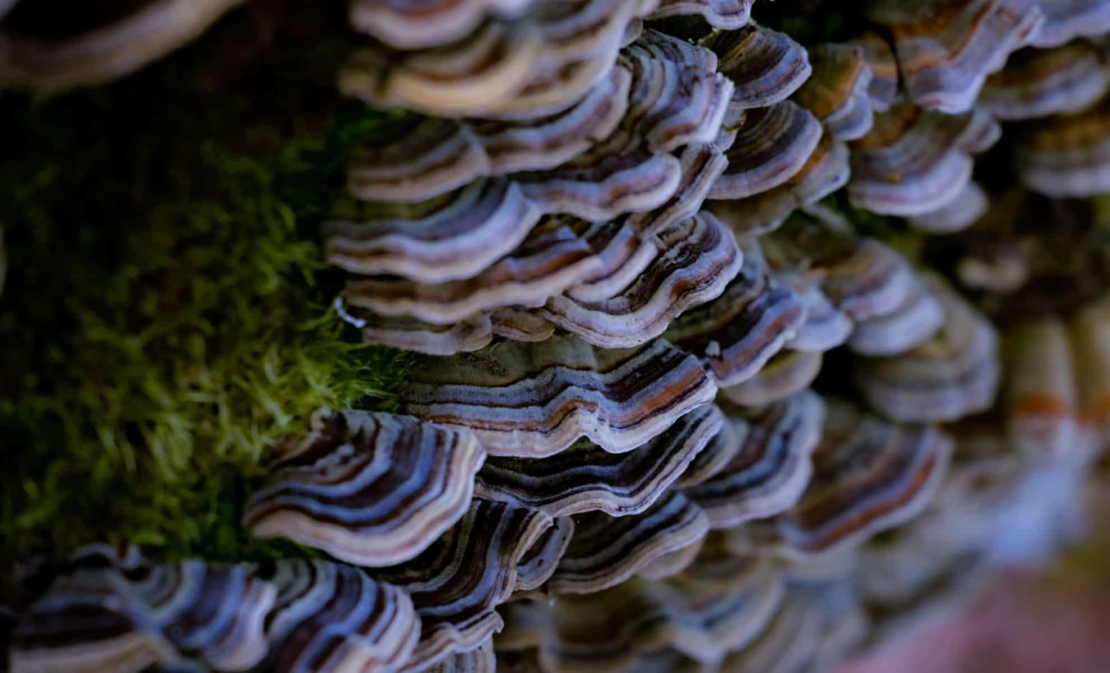 You’ll Never Guess What This Fungus Is Doing In The Lab — It’s Building ...