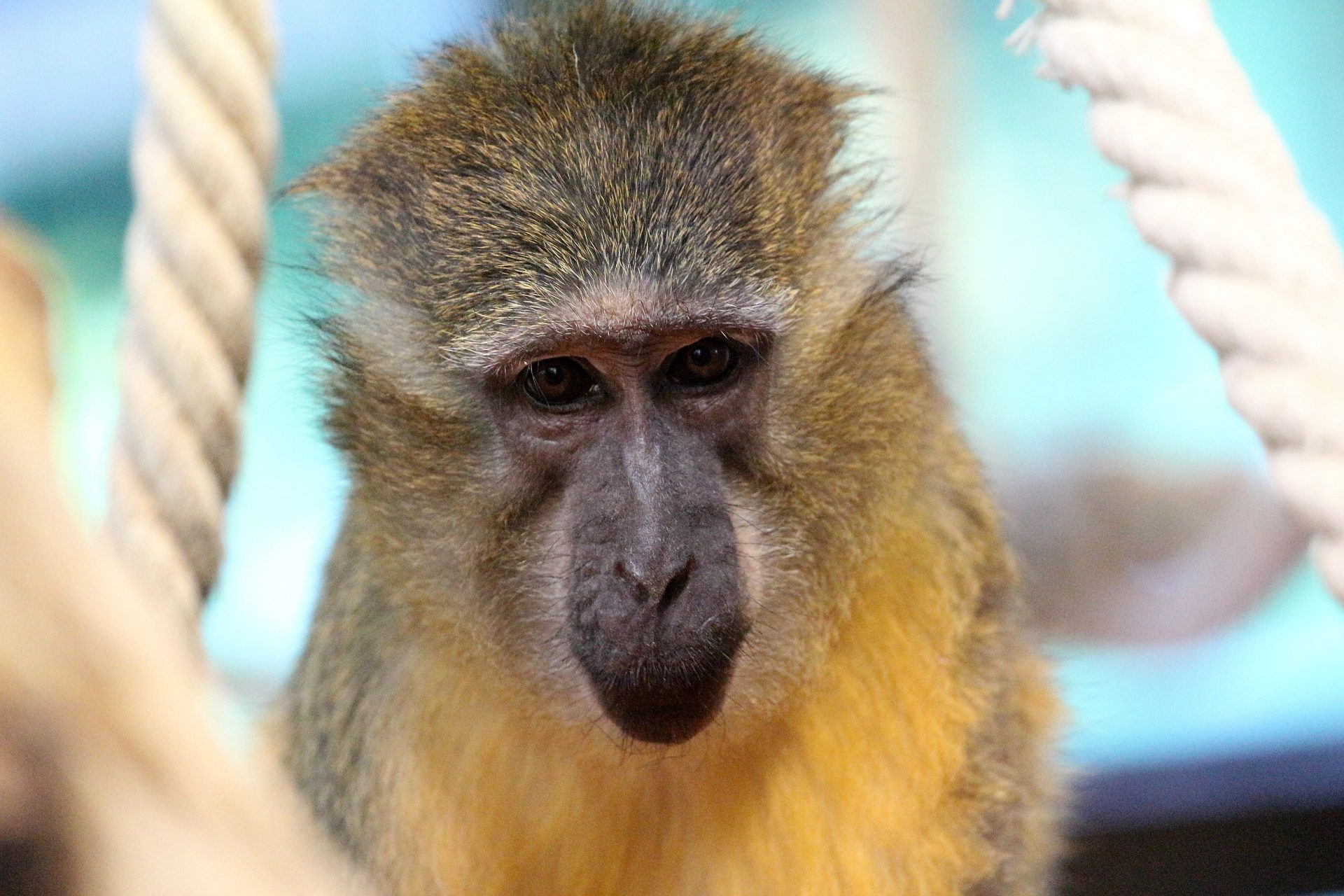 China wants to keep cloning monkeys despite ethical concerns