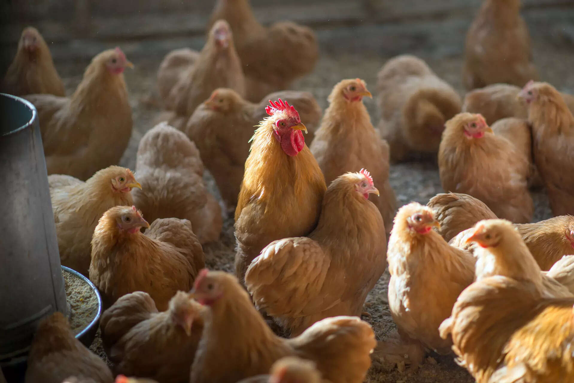 Veterinary department to collect poultry blood samples in war on avian flu