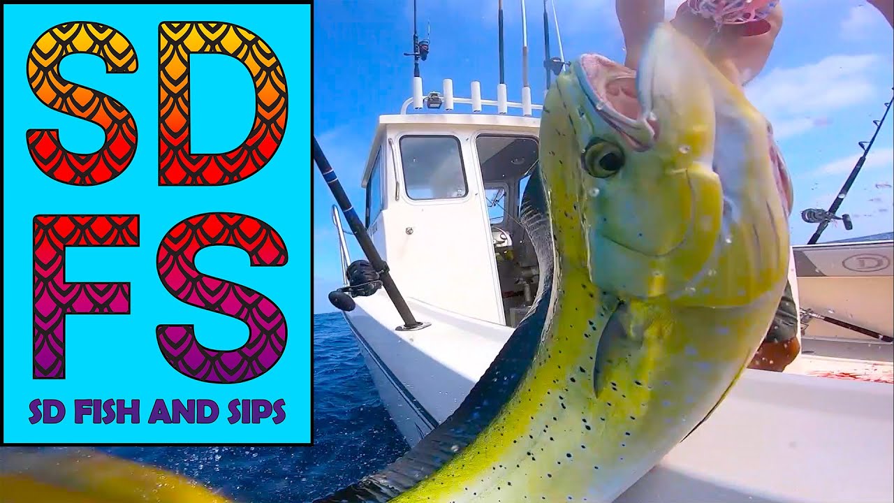 Dorado Fishing Just 4 Miles Off San Diego Bay