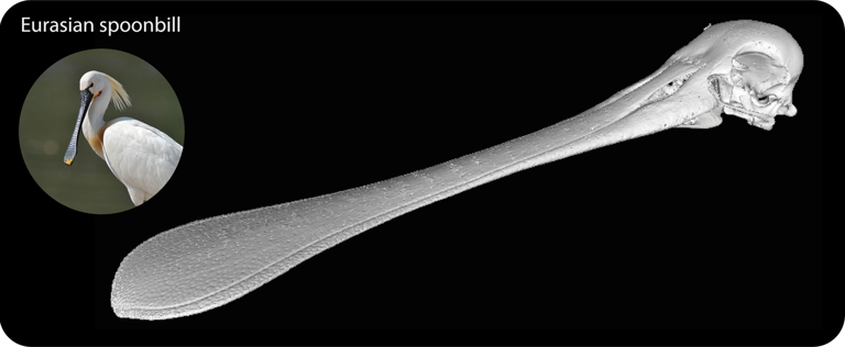 A secret mathematical rule has shaped the beaks of birds and other ...