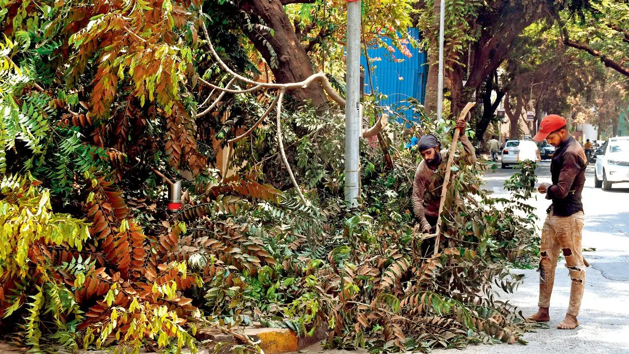 Mumbai: ‘Bring back harsh fines for felling trees,` says environmentalist