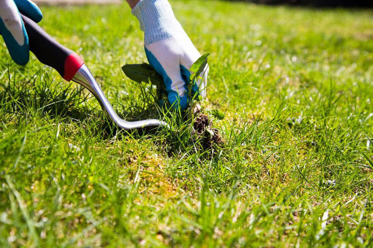 Pouring beer or fizzy drinks on your lawn is actually doing more harm ...