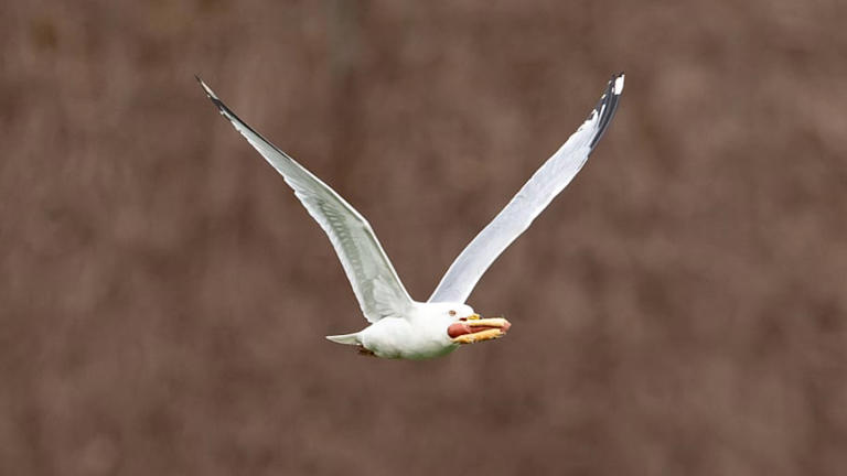 Seagull With Hot Dog Becomes Instant Baseball Icon at Chicago Cubs Game