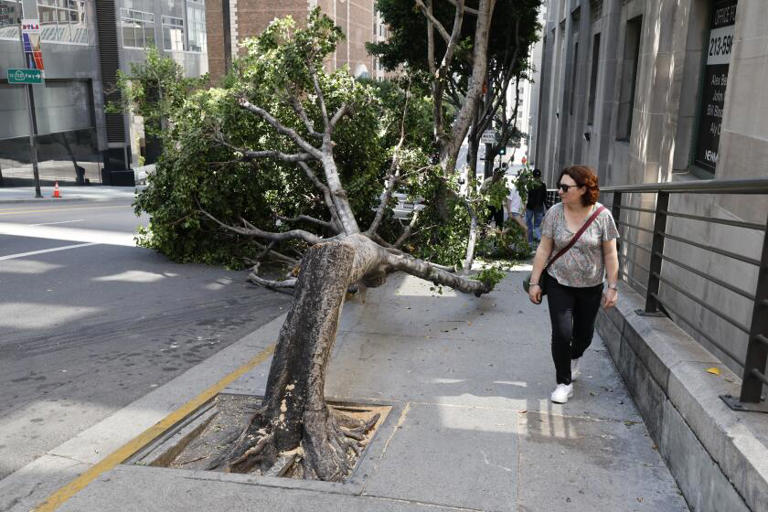 'Beyond comprehension'; Chainsawed trees in downtown L.A. hint at city ...