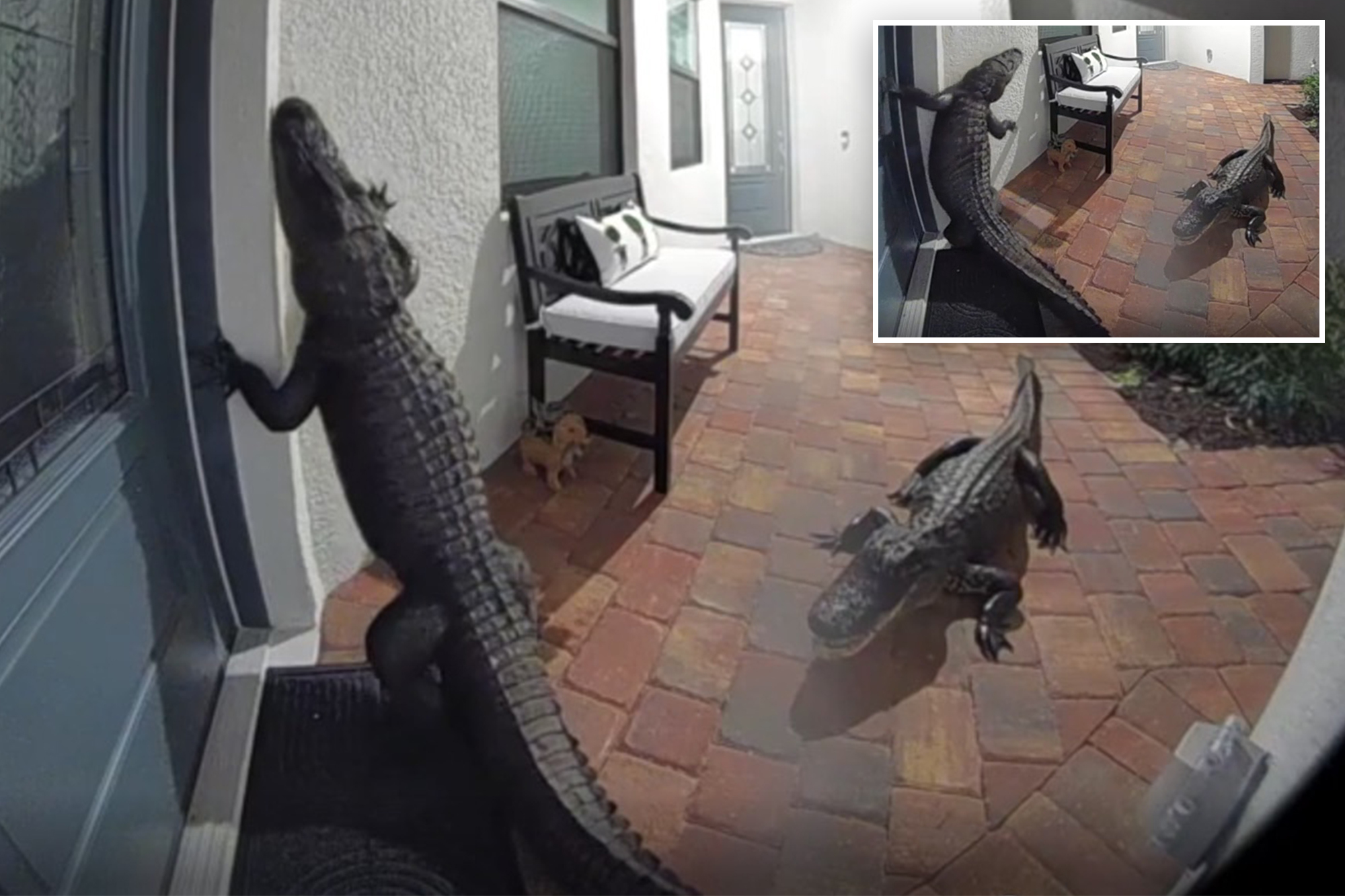 Florida home shockingly found two alligators at front door: ‘They’re ...