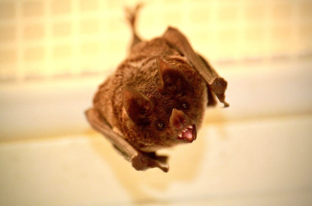 WSU Study: Bat cells could help fight humans’ most deadly diseases