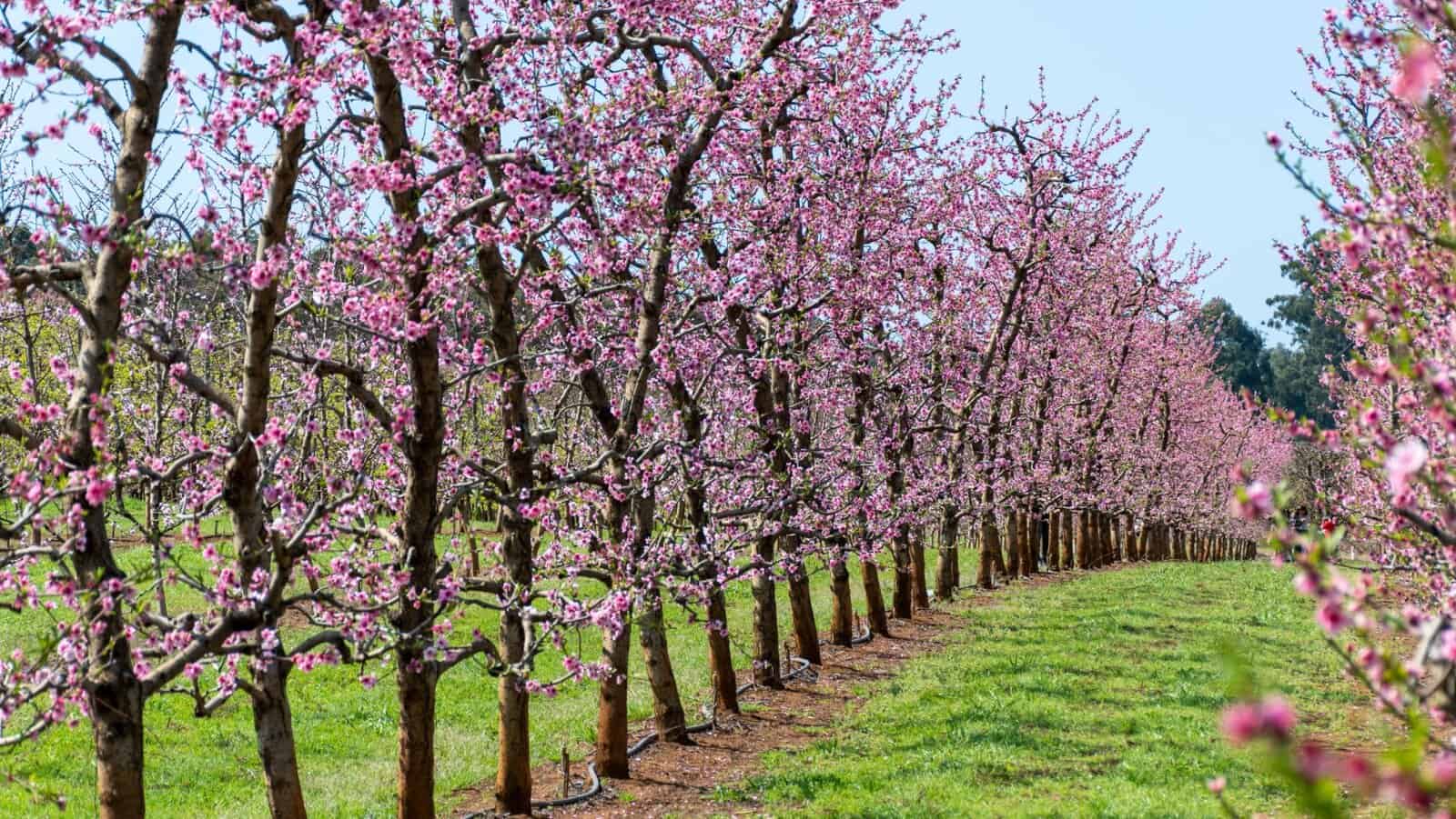 Why Spring Feels So Promising: The Science and Soul Behind the Season