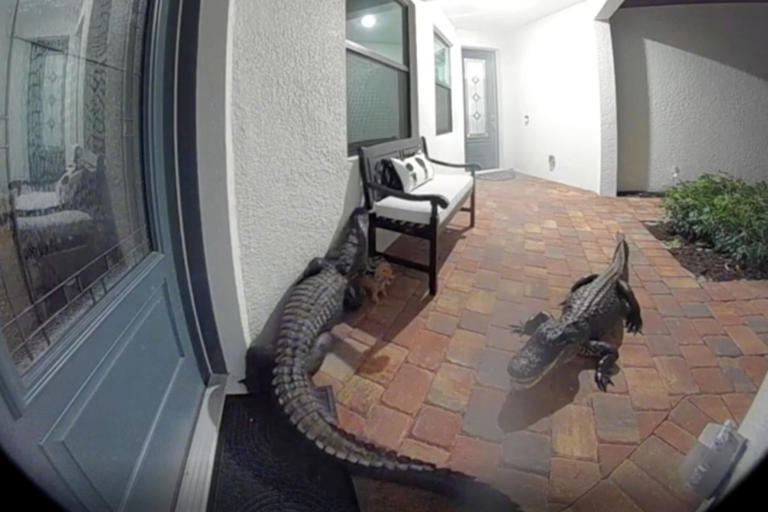Florida home shockingly found two alligators at front door: ‘They’re ...