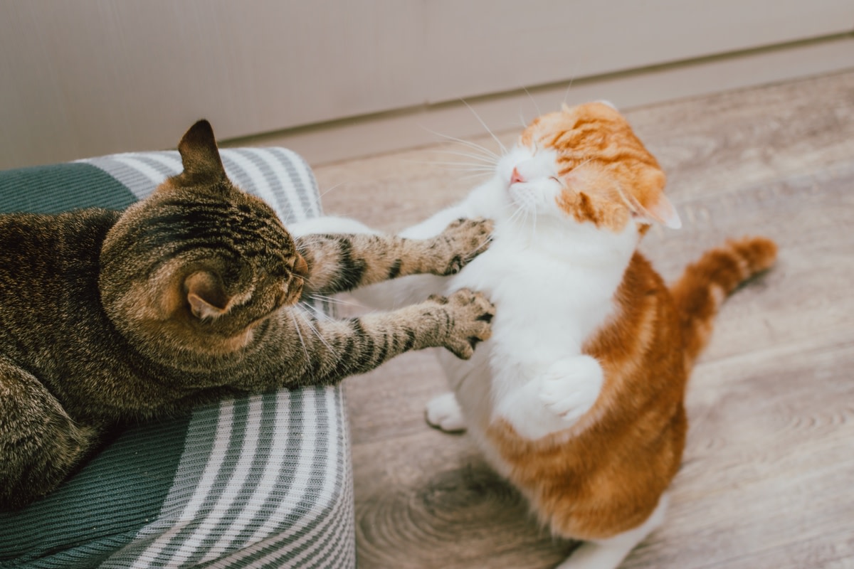 Cat Siblings Engage in Slow but Hilarious Battle of Wits