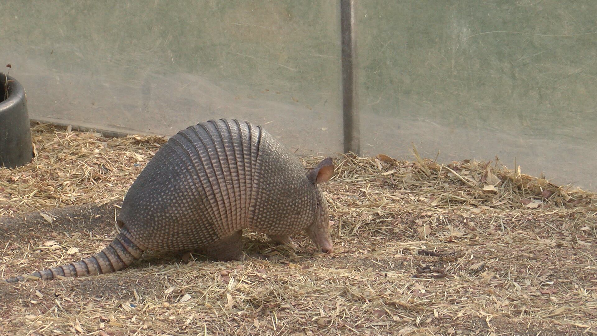 Little Woodrow’s host Armadillo race
