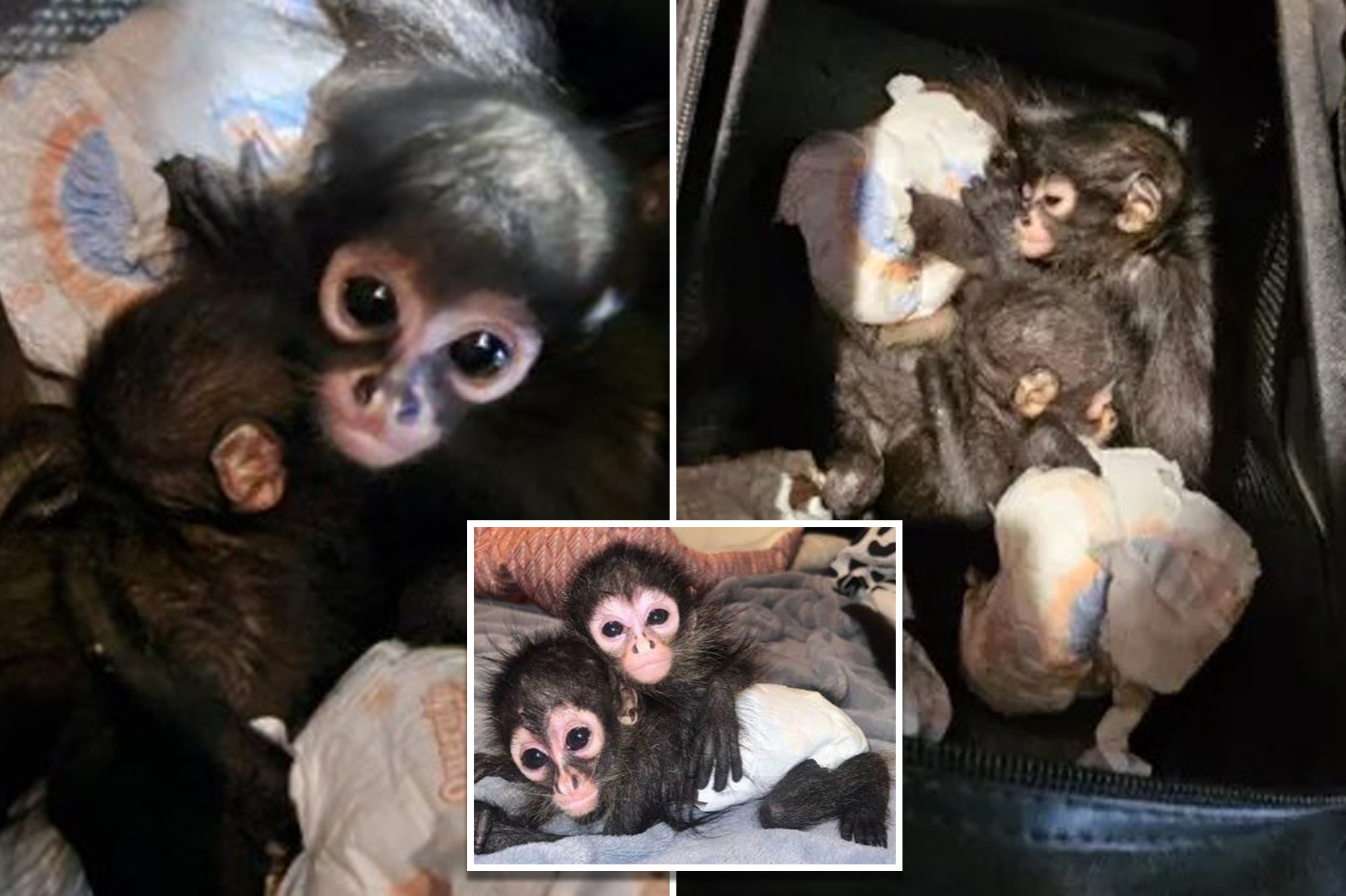 Texas man smuggles rare baby spider monkeys across border – but gets ...