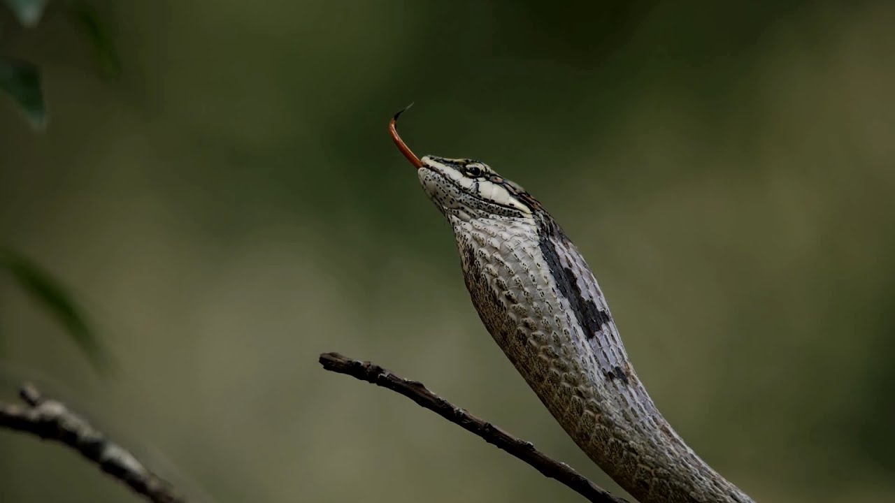 One of Africa’s Deadliest Back-Fanged Tree Snakes on Full Display