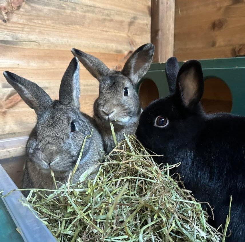Fears for UK rabbits as ‘killer virus’ sweeps through Europe