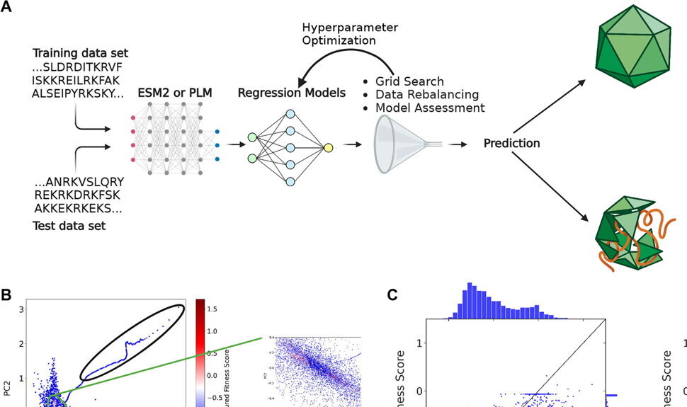Machine learning model to predict the fitness of AAV capsids for gene ...