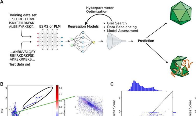 Machine learning model to predict the fitness of AAV capsids for gene therapy