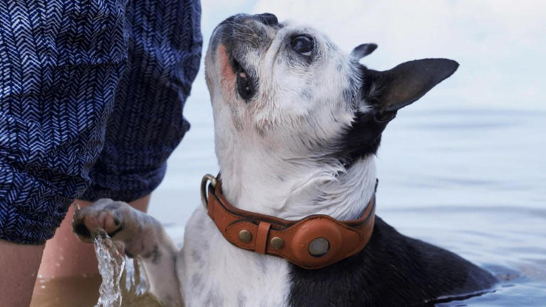 Localisez votre chien ou chat grâce à ce collier avec Airtag d’Apple!