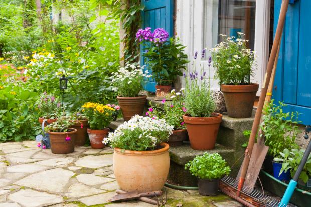 The top 10 (almost) unkillable plants that can help spruce up your patio