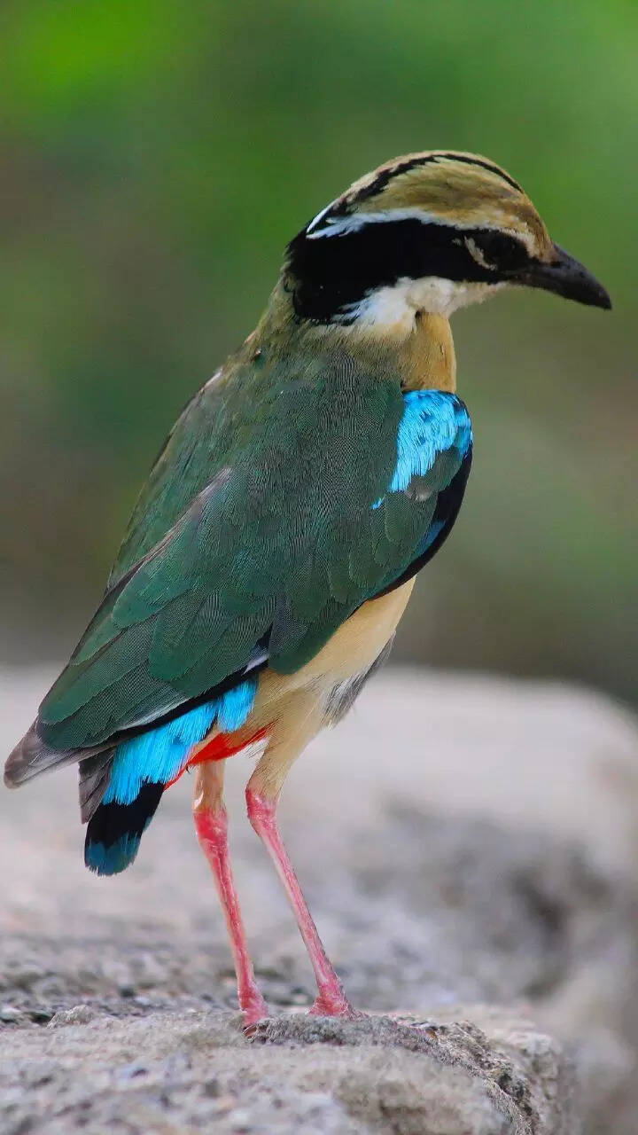 10 most beautiful birds to see and spot in India