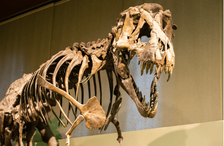 Study: Private collectors own majority of T. rex fossils, limiting research
