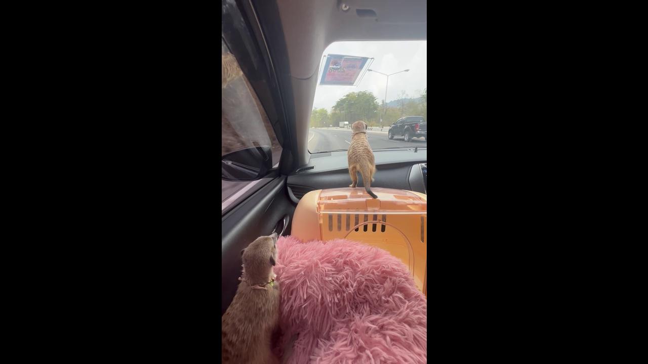 Pet meerkats ride in car with owner