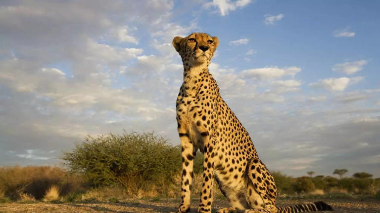 Scientists set to bring back extinct Indian cheetahs with gene ...
